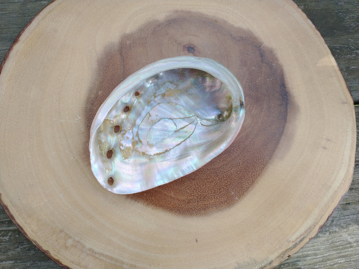 Abalone Small Shell – Rose of the Wood