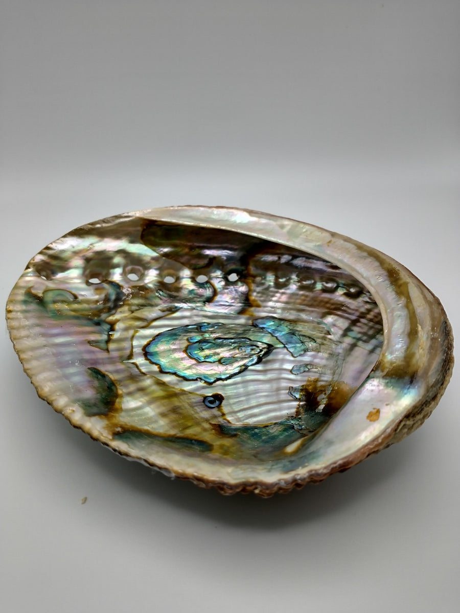 Abalone Shell Large – Rose of the Wood